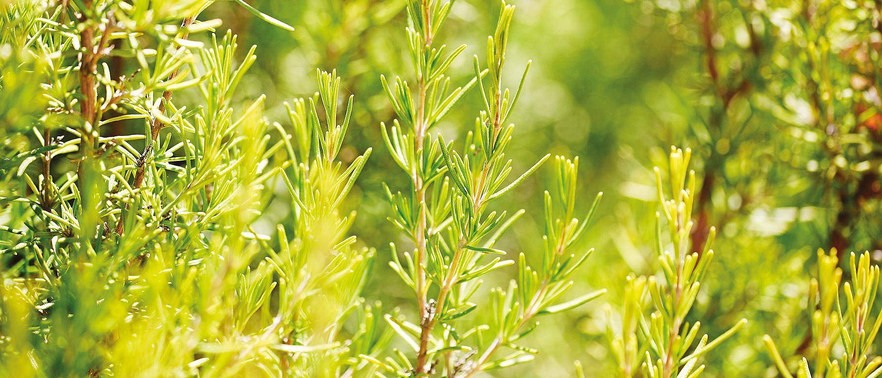 Rosemary Oil | Weleda Natural Skin Care - Weleda