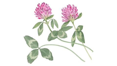 red clover leaf extract