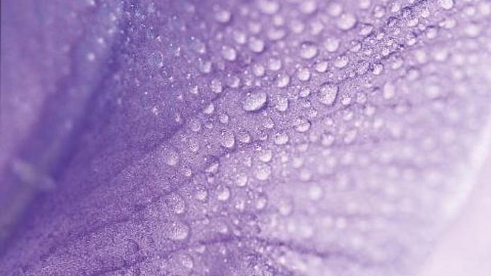 Hydrating Iris for Dry Skin | Weleda Skin Care - Weleda