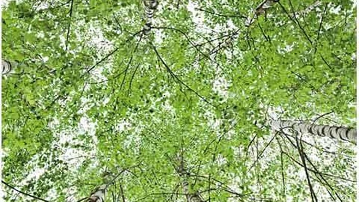 Birch Extract | Weleda Natural Skin Care - Weleda