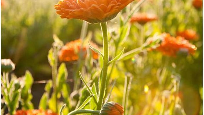 Biodynamic Gardening | Weleda Natural Skin Care - Weleda