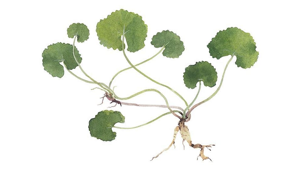 Centella Asiatica Flower/Leaf/Stem Extract - Weleda