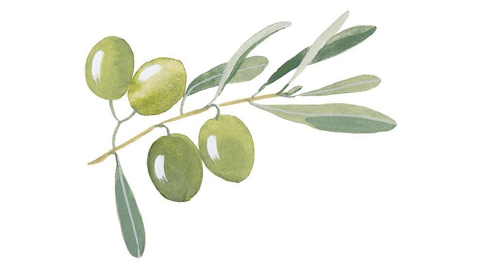 Olea Europaea (Olive) Oil Unsaponifiables - Weleda