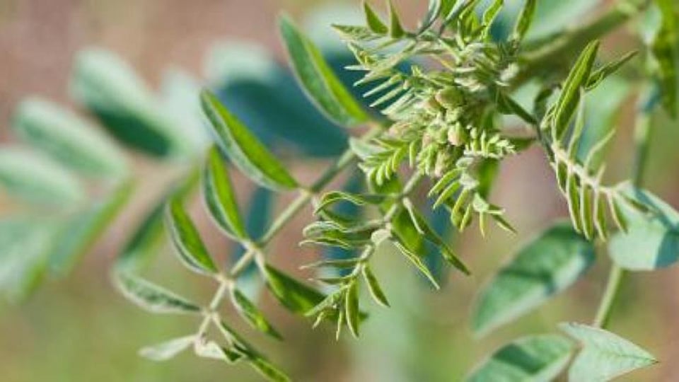 Glycyrrhiza Glabra Root Extract - Weleda